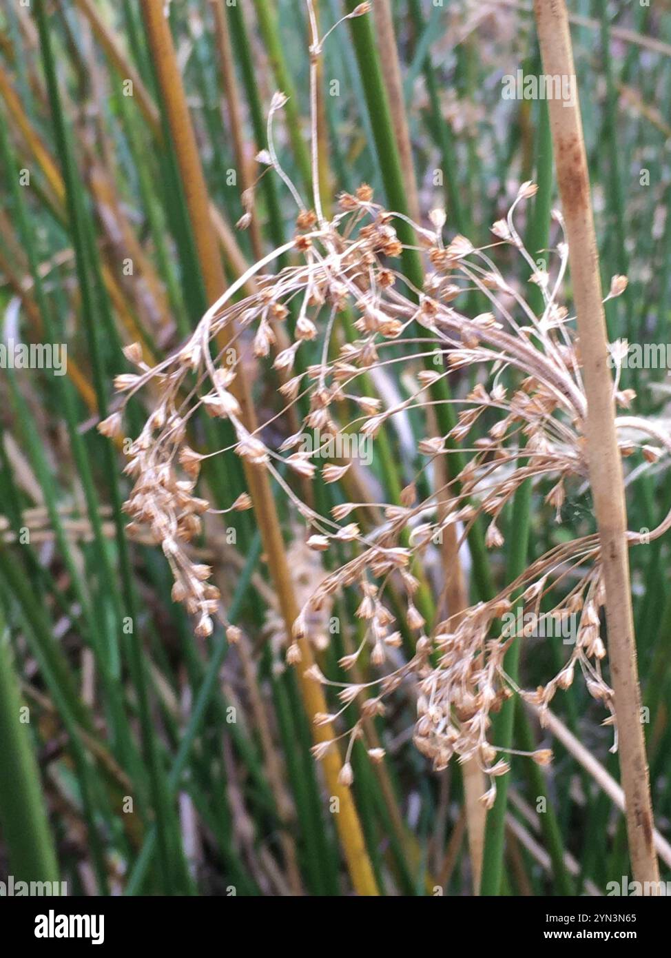 Soft Rush (Juncus effusus Stock Photo - Alamy