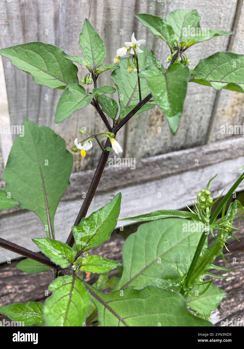 black nightshade (Solanum nigrum Stock Photo - Alamy