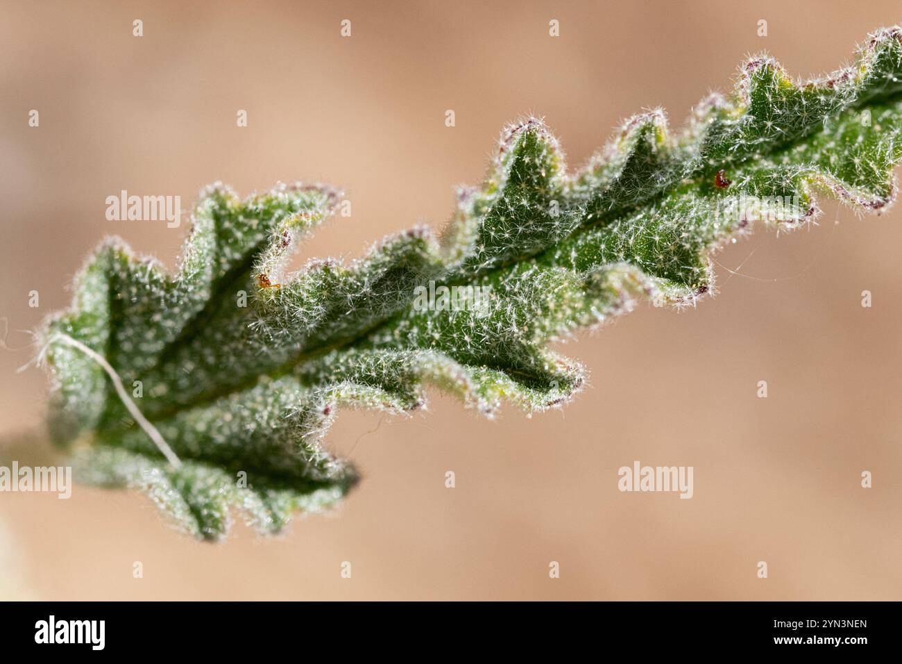 spear globemallow (Sphaeralcea hastulata Stock Photo - Alamy