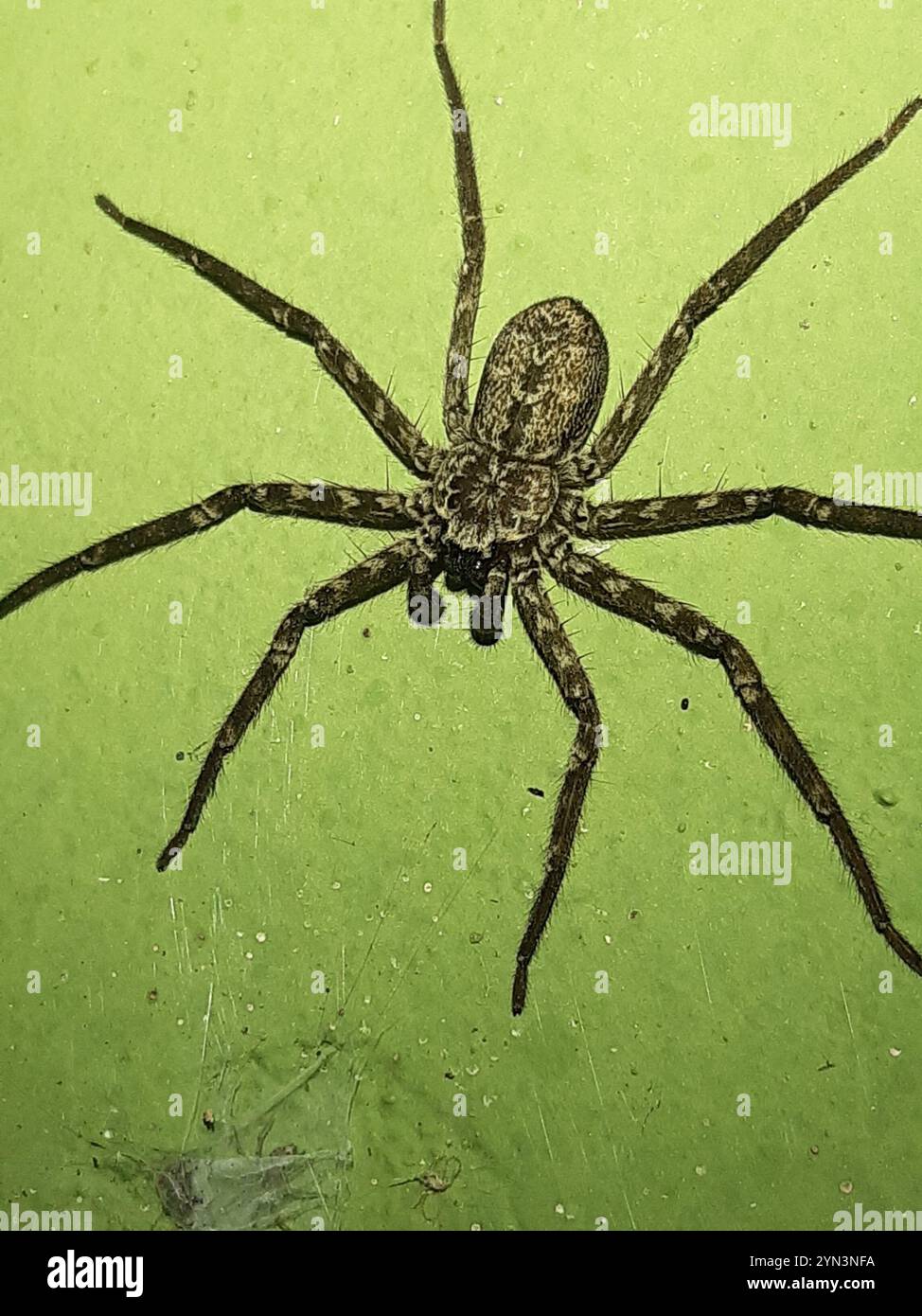 Crescent-eyed Spiders (Selenops Stock Photo - Alamy