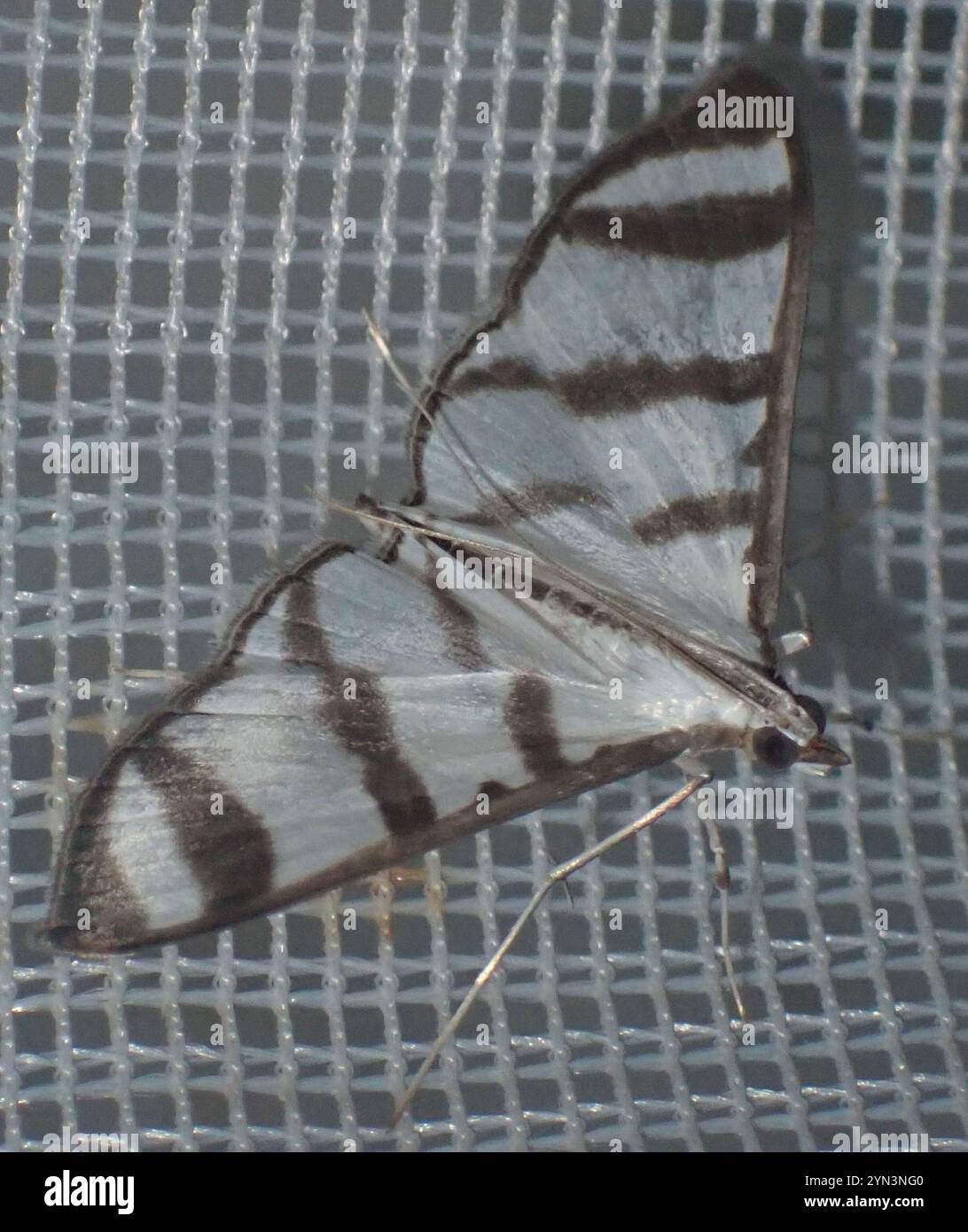 Zebra Pyrale (Zebronia phenice Stock Photo - Alamy