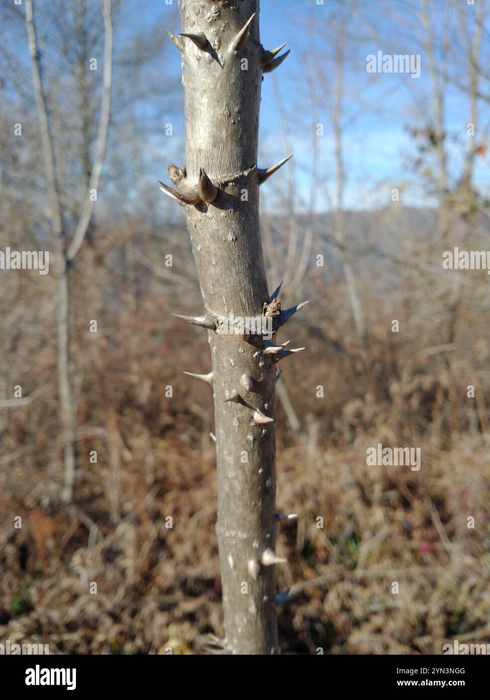 devil's walkingstick (Aralia spinosa Stock Photo - Alamy