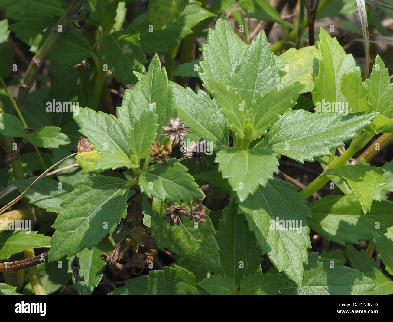 sea daisy (Wollastonia biflora Stock Photo - Alamy