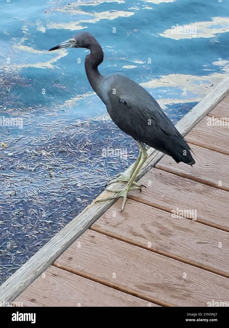 Little Blue Heron (Egretta caerulea Stock Photo - Alamy