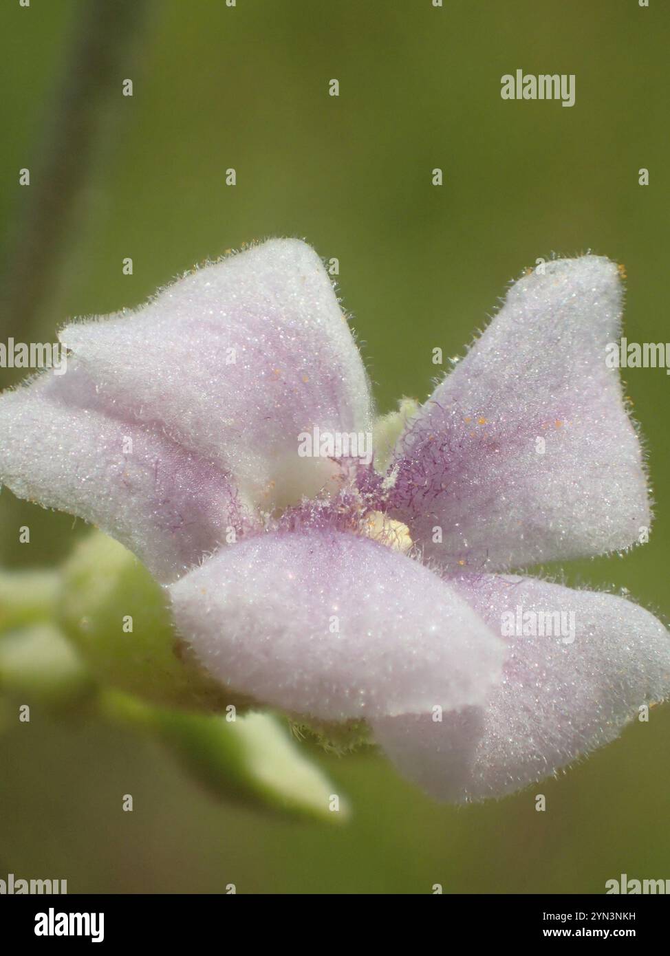 Narrow-leaved Screwtree (Helicteres angustifolia Stock Photo - Alamy