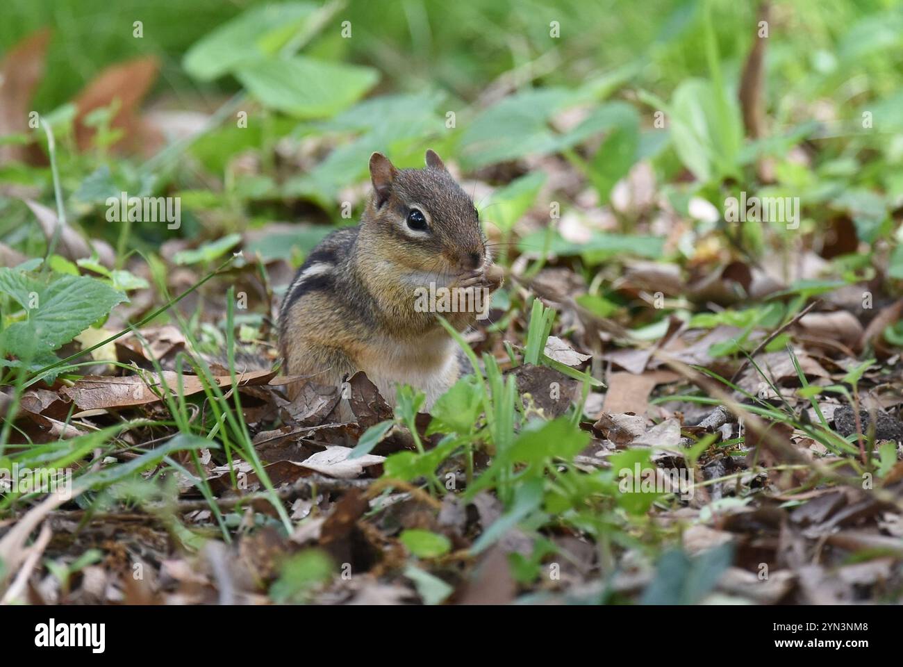 Eastern Chipmunk (Tamias striatus Stock Photo - Alamy