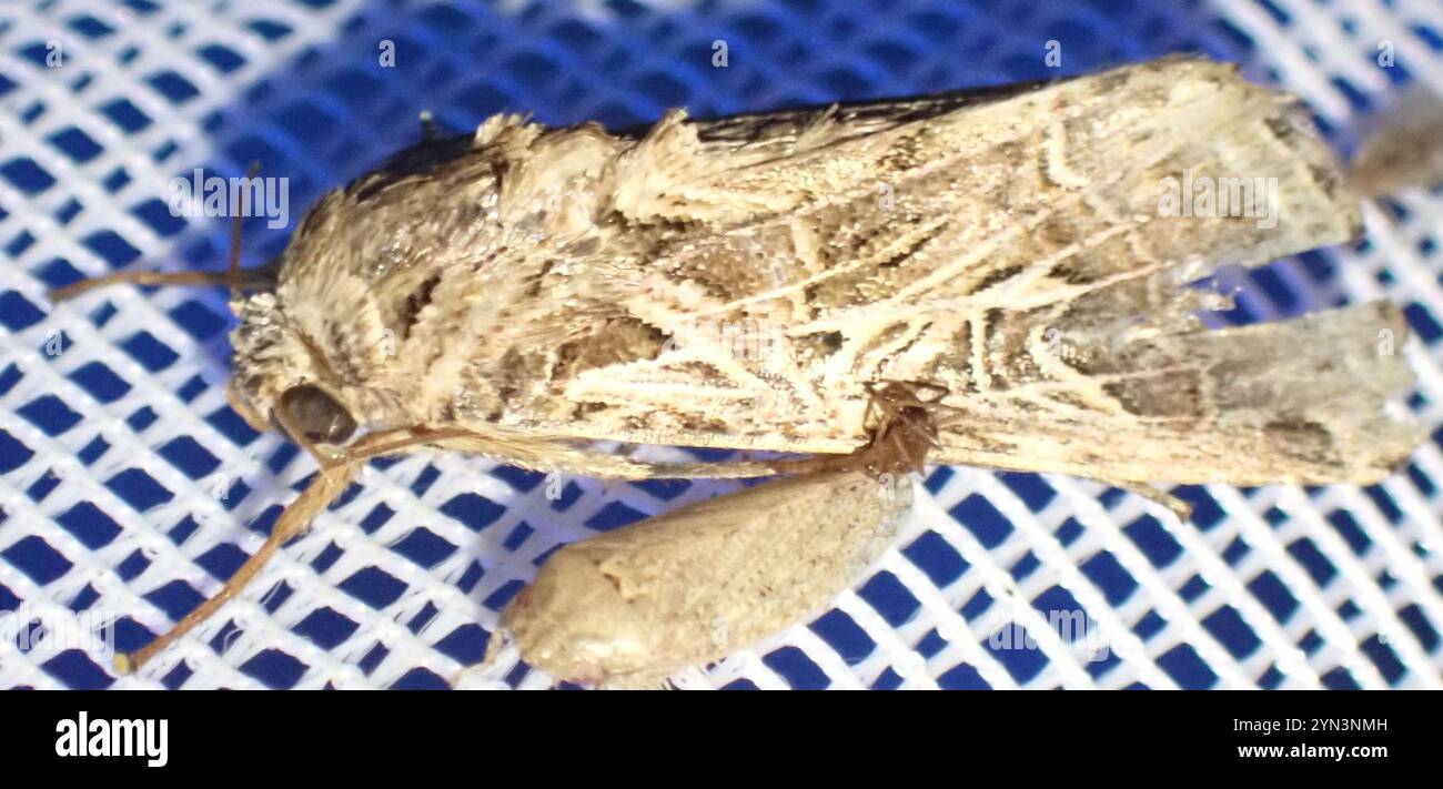 Mediterranean Brocade (Spodoptera littoralis Stock Photo - Alamy