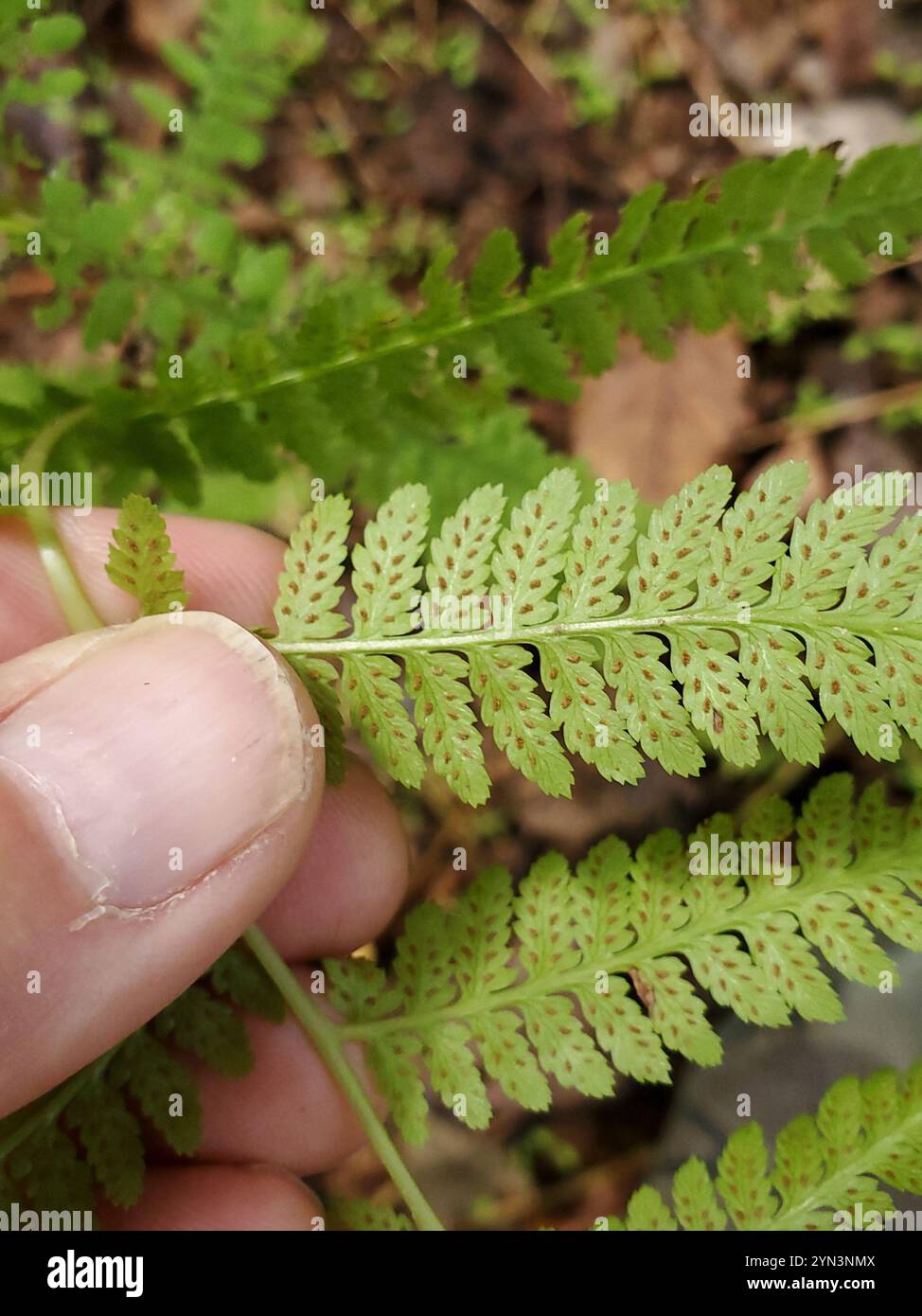 southern lady fern (Athyrium asplenioides Stock Photo - Alamy