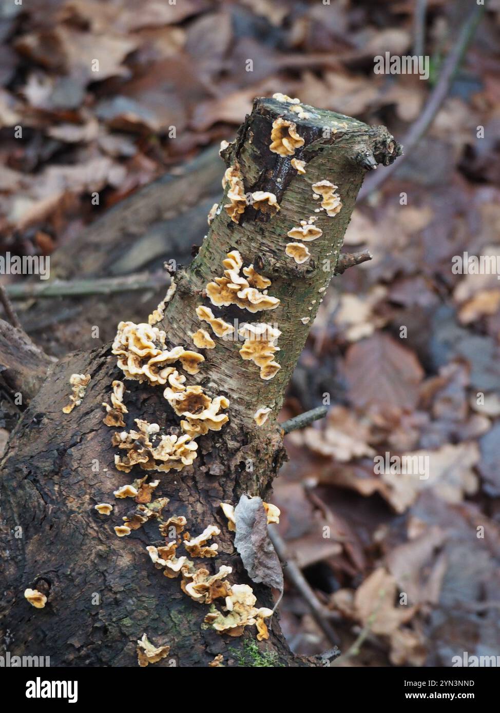 Bleeding Oak Crust (Stereum gausapatum Stock Photo - Alamy