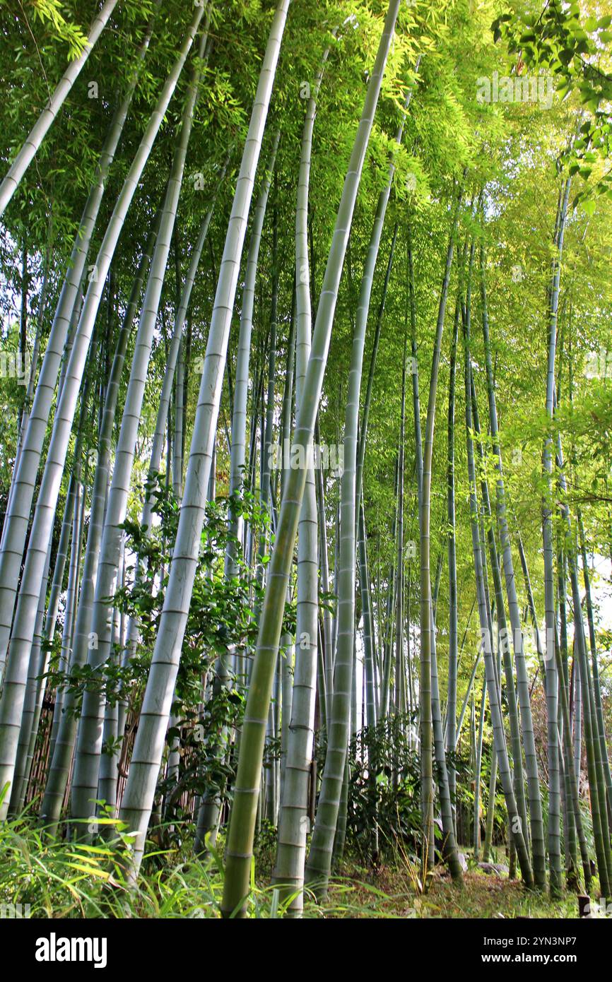 Bamboo forest in Mukojima-Hyakkaen Garden, Tokyo, Japan Stock Photo - Alamy
