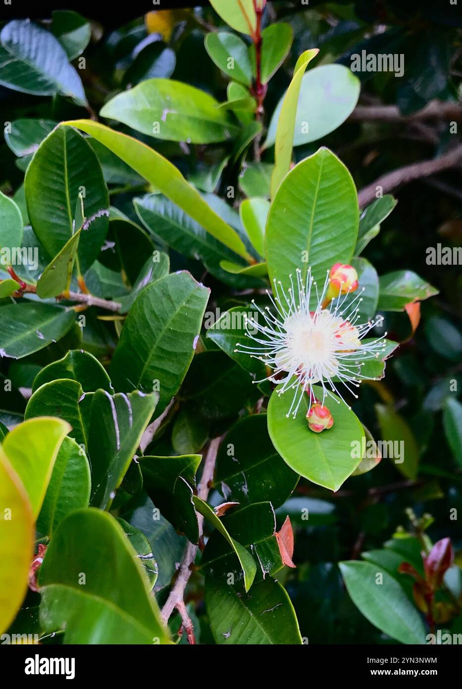 scrub cherry (Syzygium australe Stock Photo - Alamy