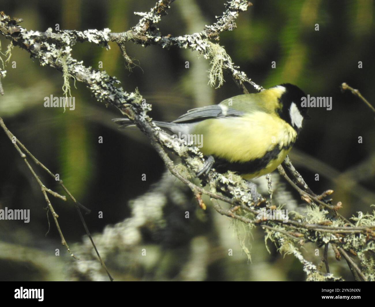 Great Tit (Parus major Stock Photo - Alamy