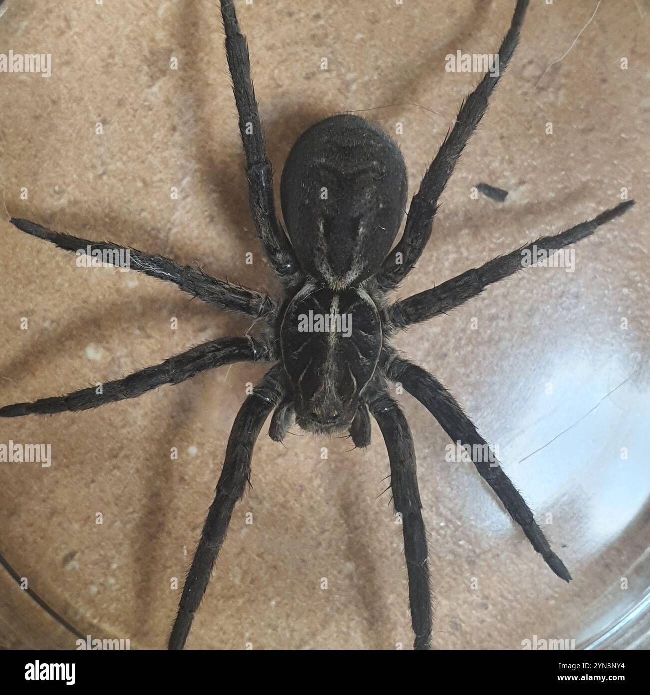 Union-Jack Wolf Spiders (Tasmanicosa Stock Photo - Alamy