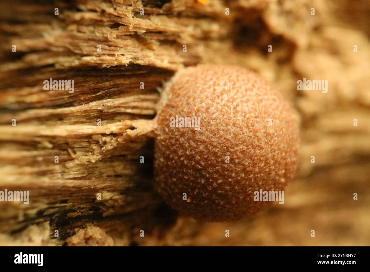 Wolf's Milk (Lycogala epidendrum Stock Photo - Alamy