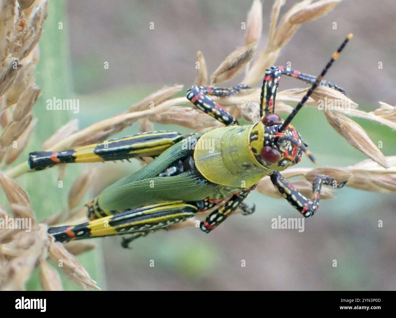 Variegated grasshopper (Zonocerus variegatus Stock Photo - Alamy