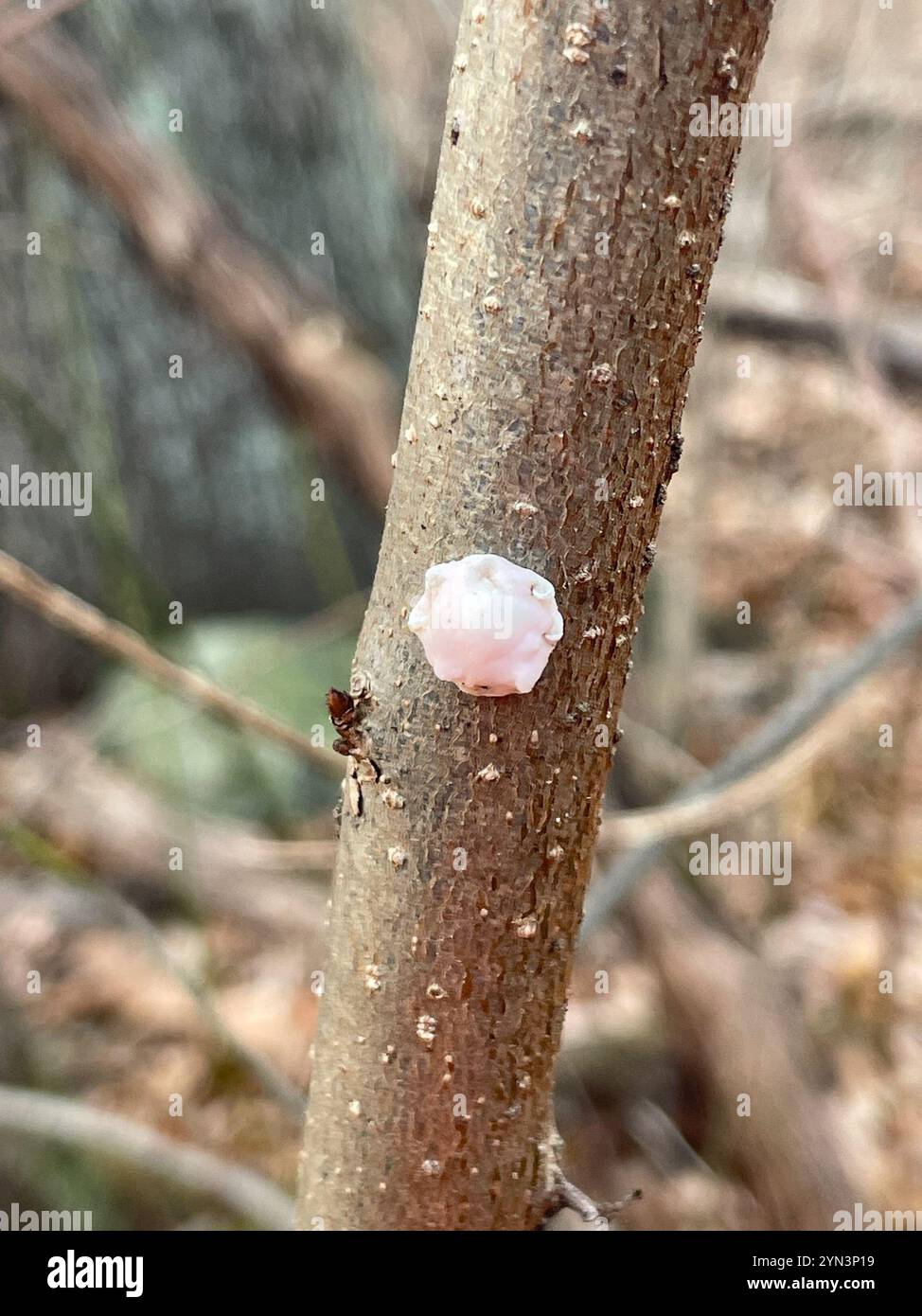 Wax Scales (Ceroplastes Stock Photo - Alamy