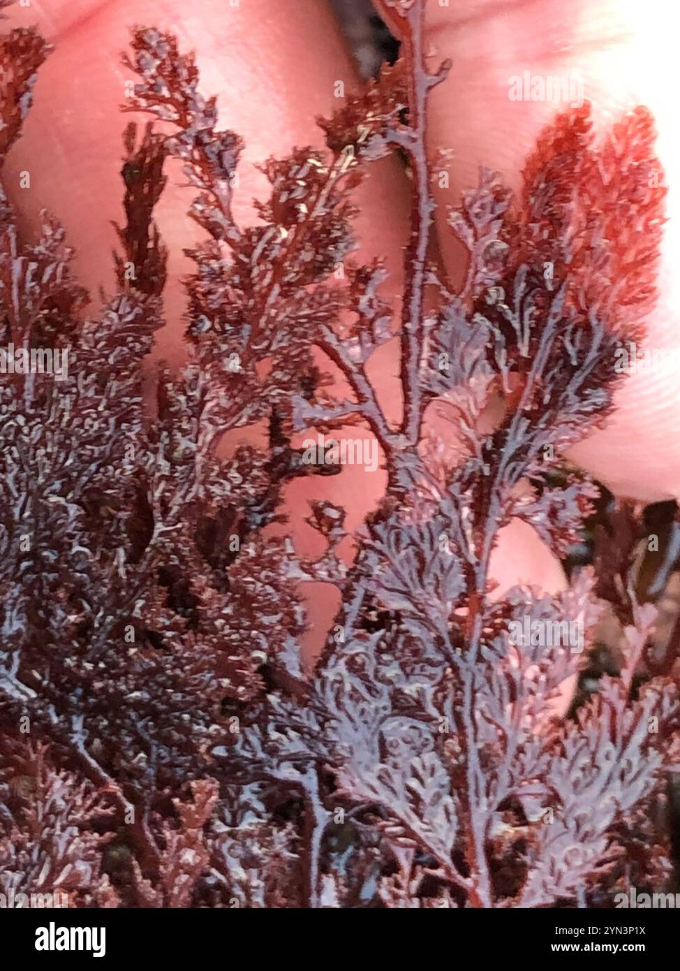 Delicate Sea Lace (Ceramothamnion coulteri Stock Photo - Alamy