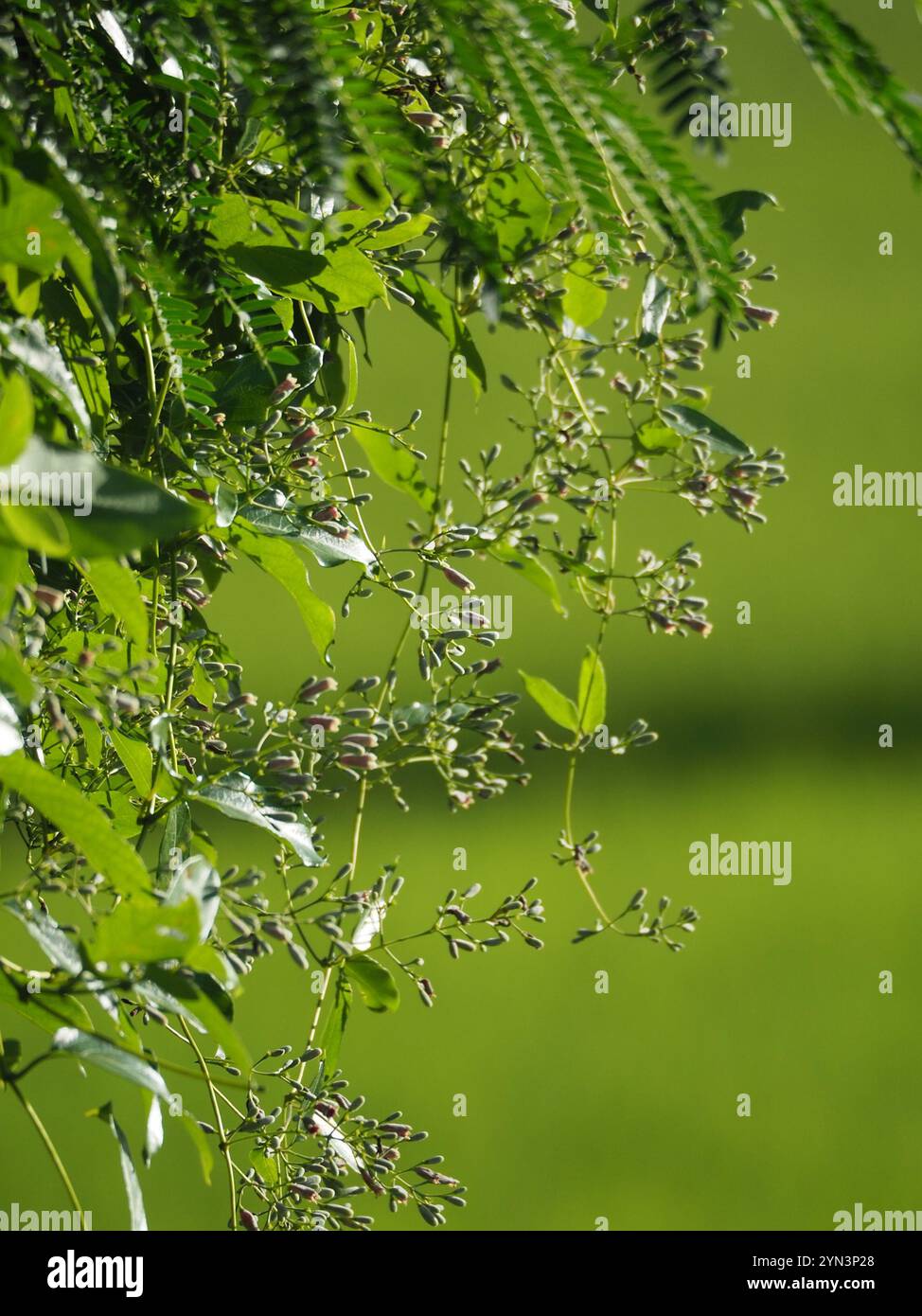 skunk vine (Paederia foetida Stock Photo - Alamy