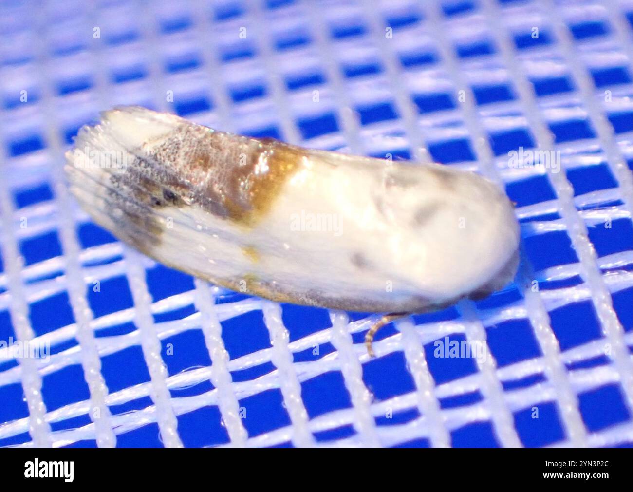 Acontia hi-res stock photography and images - Alamy