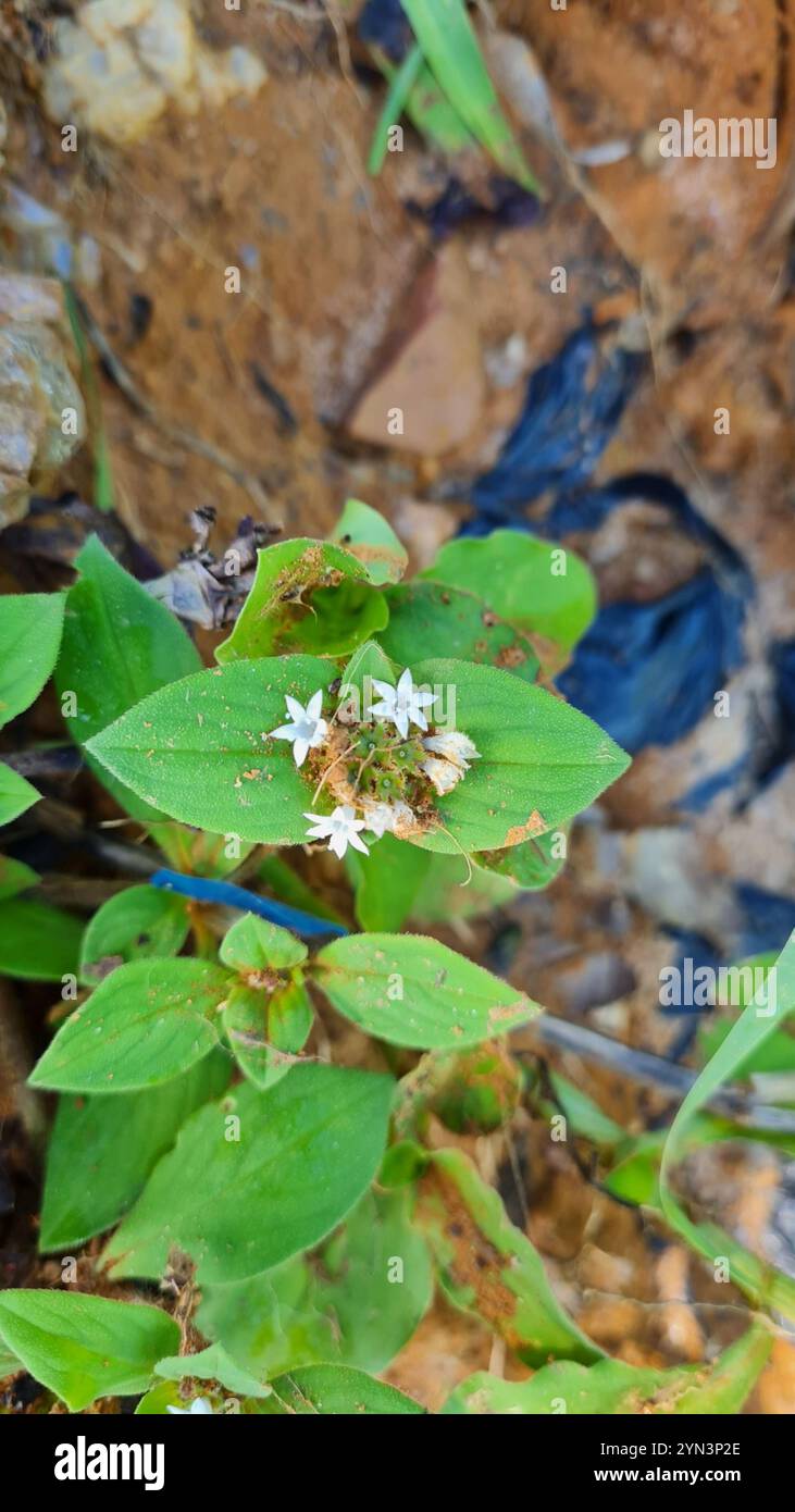 Tropical Mexican Clover (Richardia brasiliensis Stock Photo - Alamy