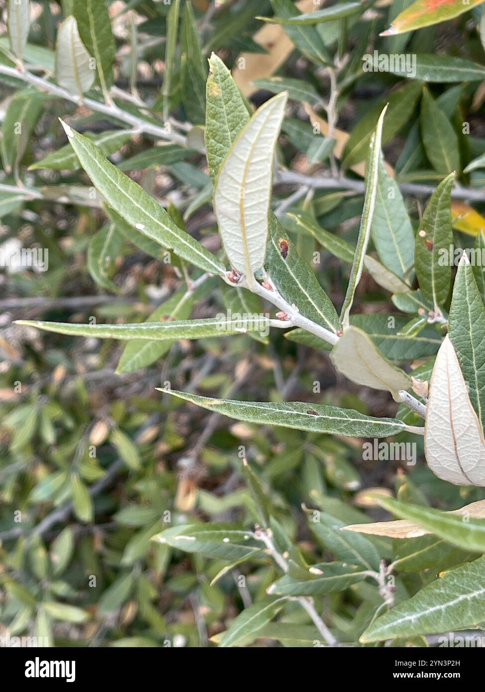 silverleaf oak (Quercus hypoleucoides Stock Photo - Alamy