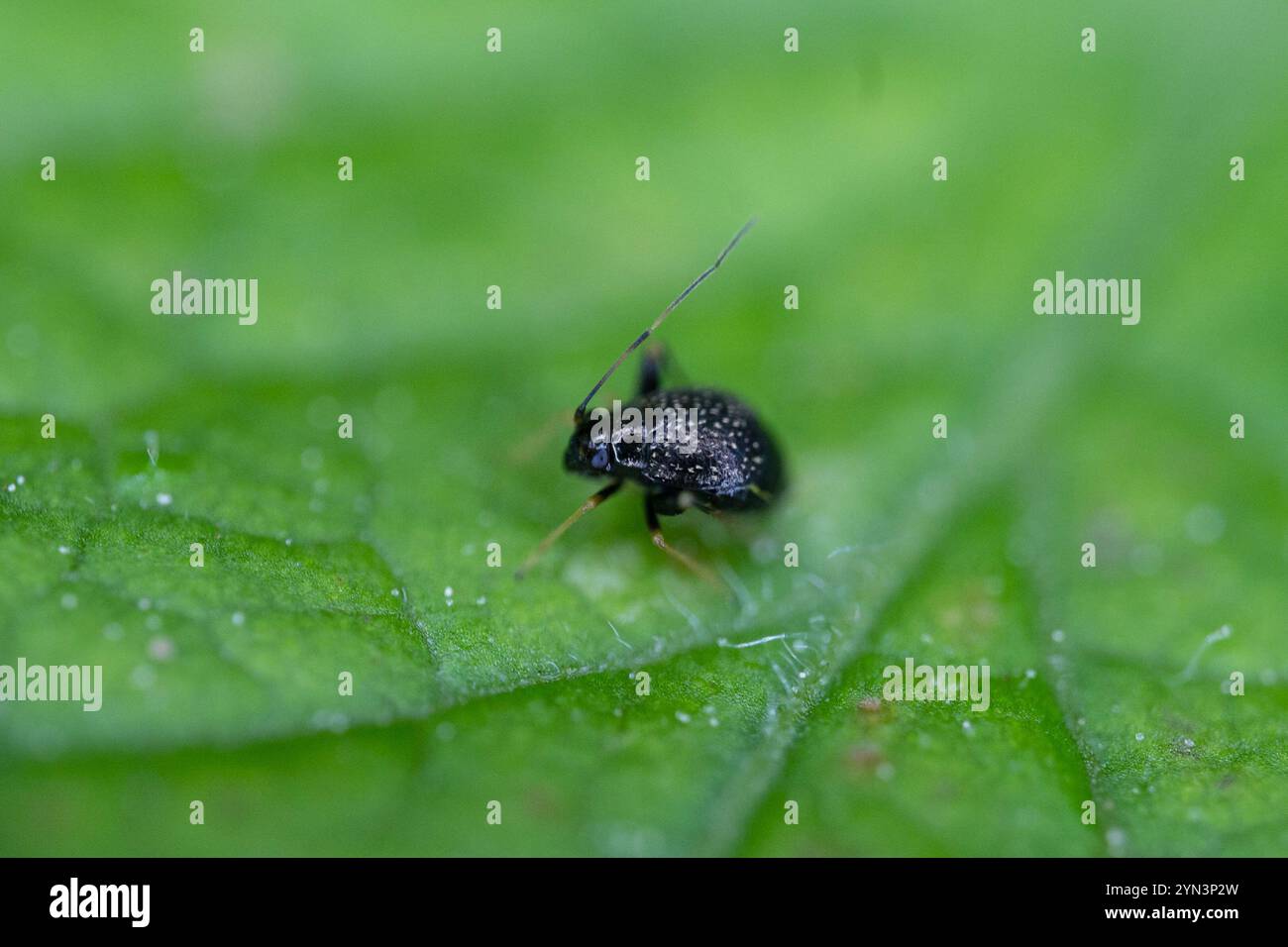 Garden Fleahopper (Microtechnites bractatus Stock Photo - Alamy