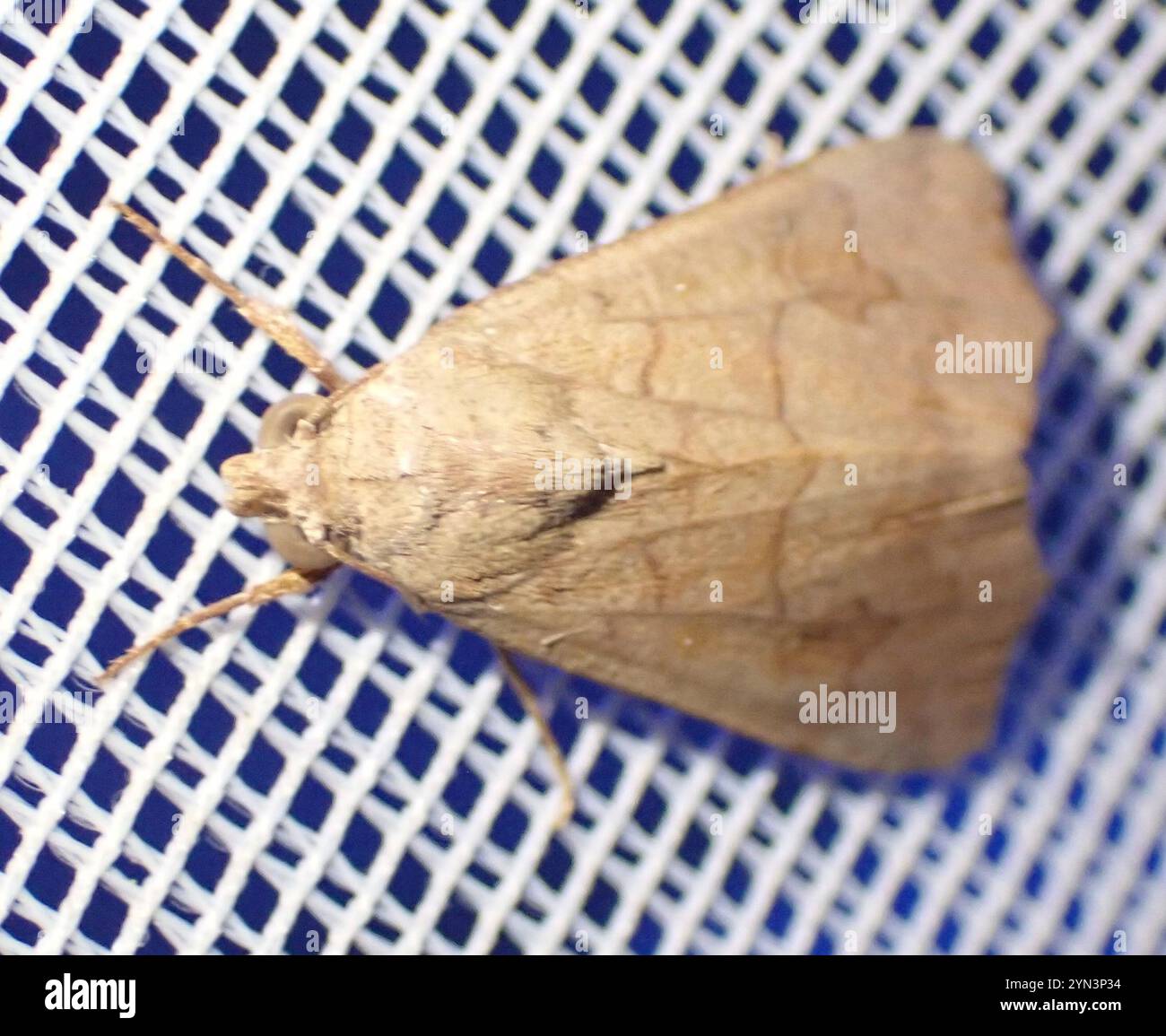 Underwing, Tiger, Tussock, and Allied Moths (Erebidae Stock Photo - Alamy
