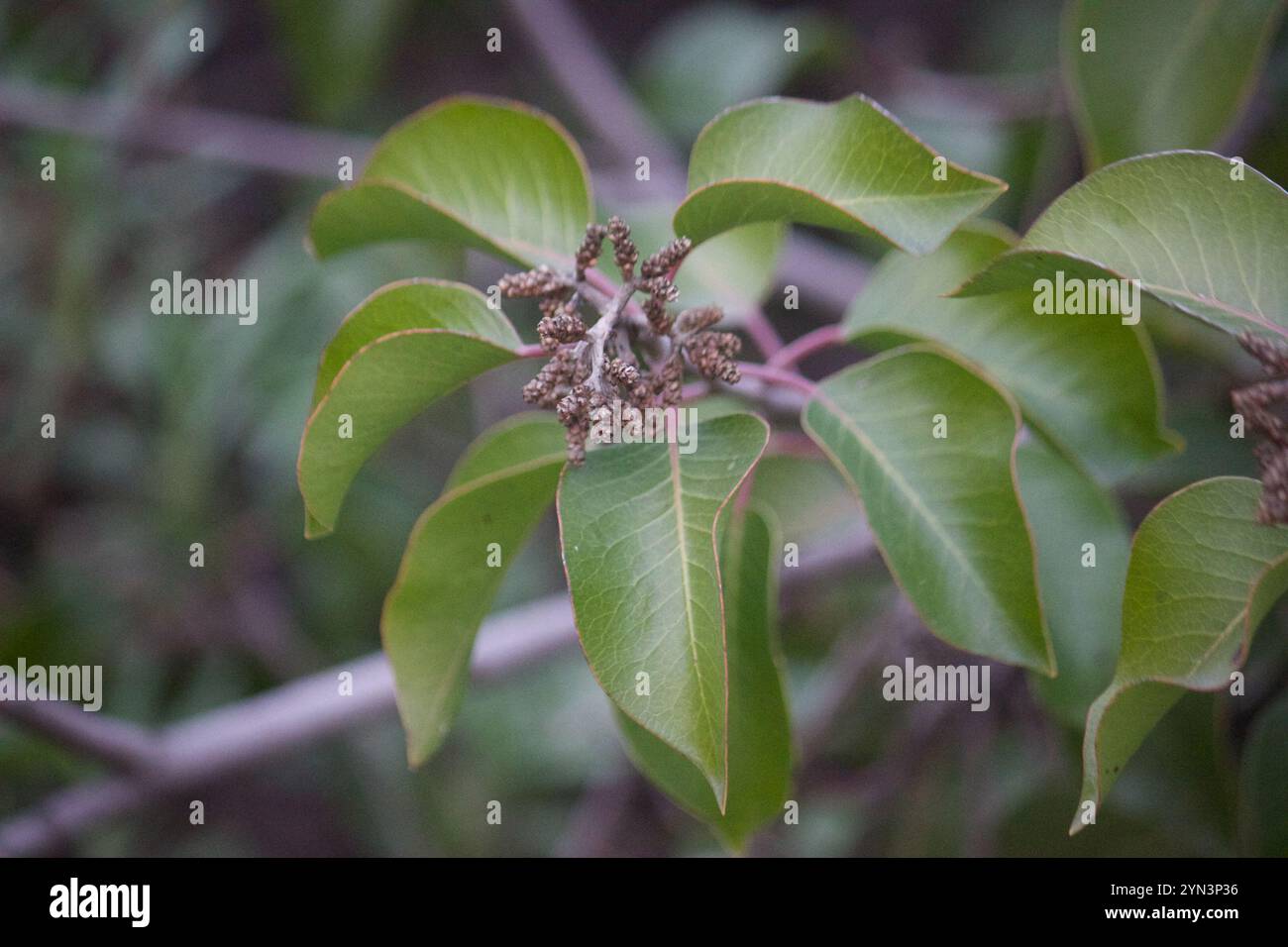 Sugar bush rhus ovata hi-res stock photography and images - Alamy