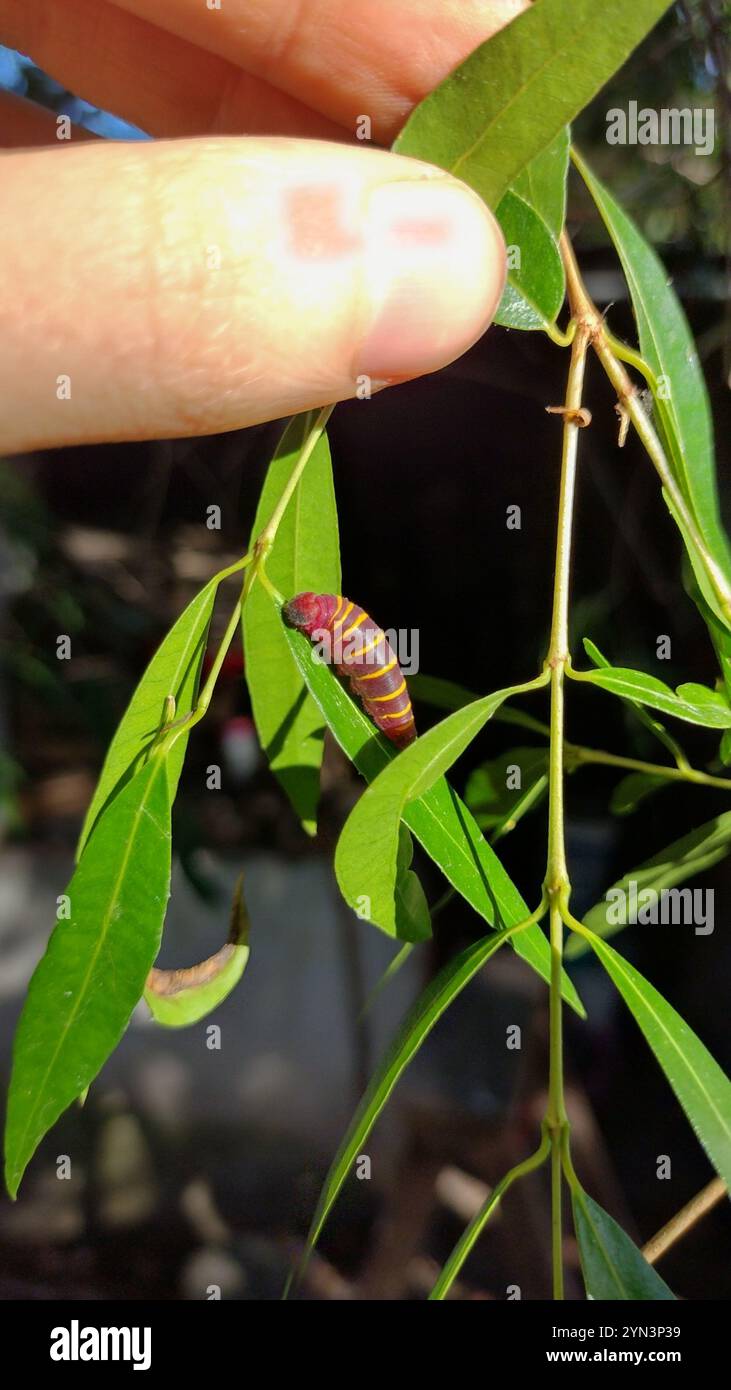 Southern Guava Skipper (Phocides polybius Stock Photo - Alamy