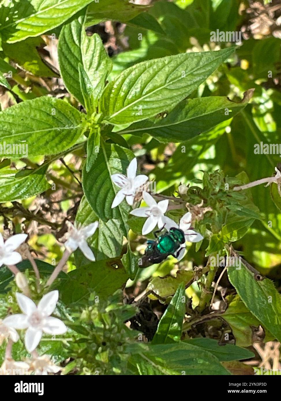 Dilemma Orchid Bee (Euglossa dilemma Stock Photo - Alamy