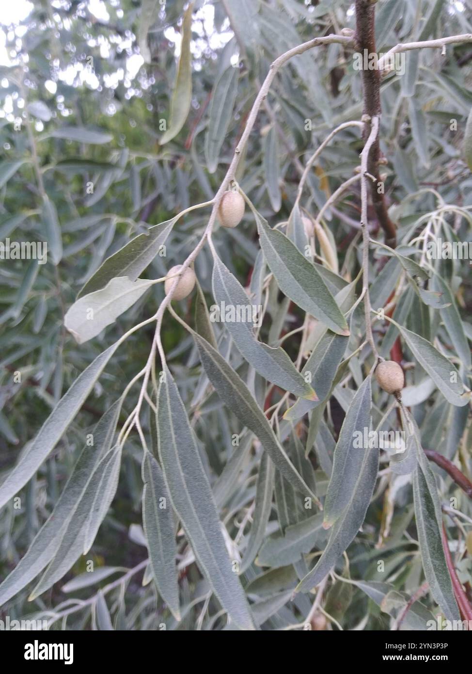 Russian olive (Elaeagnus angustifolia Stock Photo - Alamy