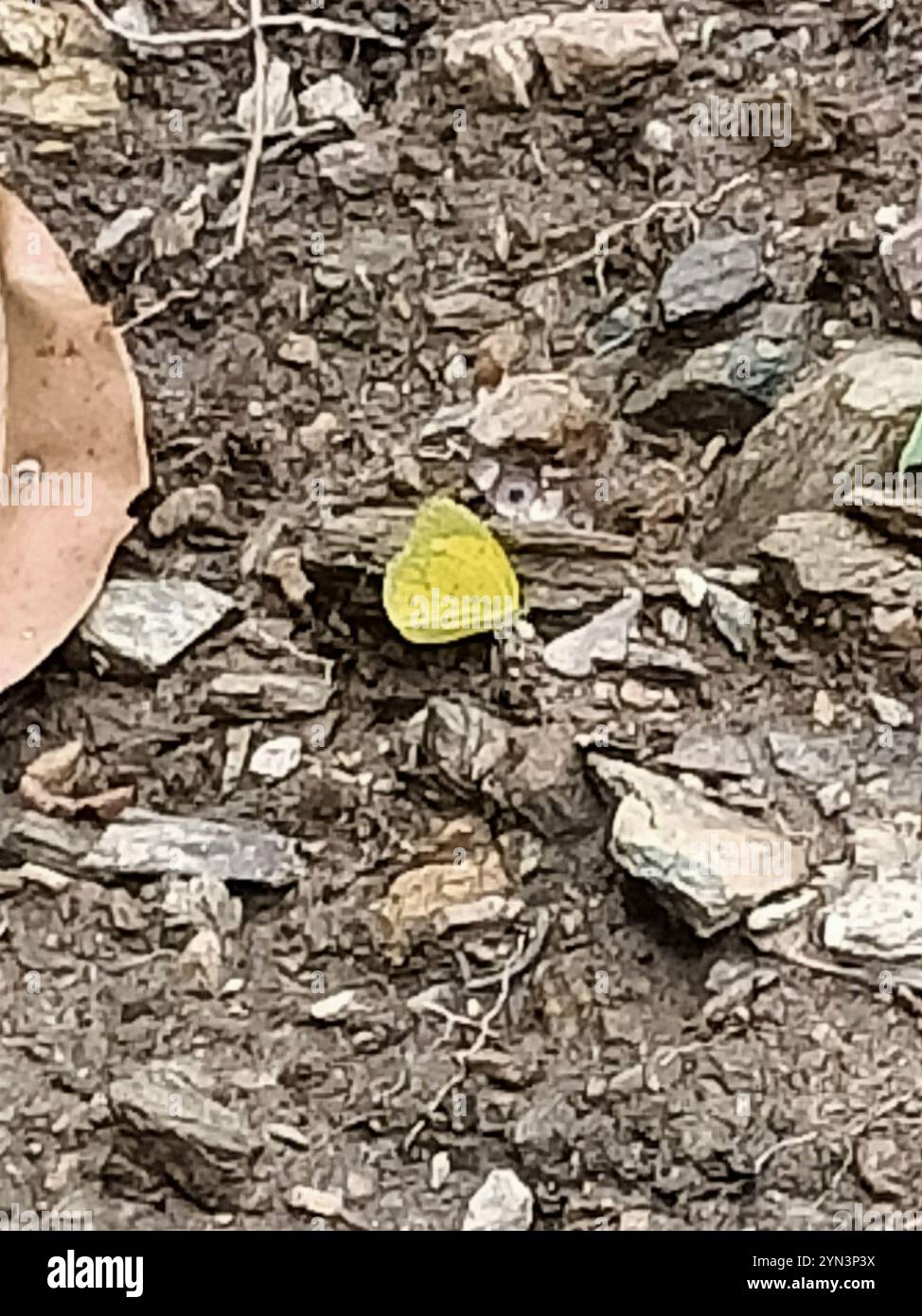 Small Grass-yellow (Eurema smilax Stock Photo - Alamy