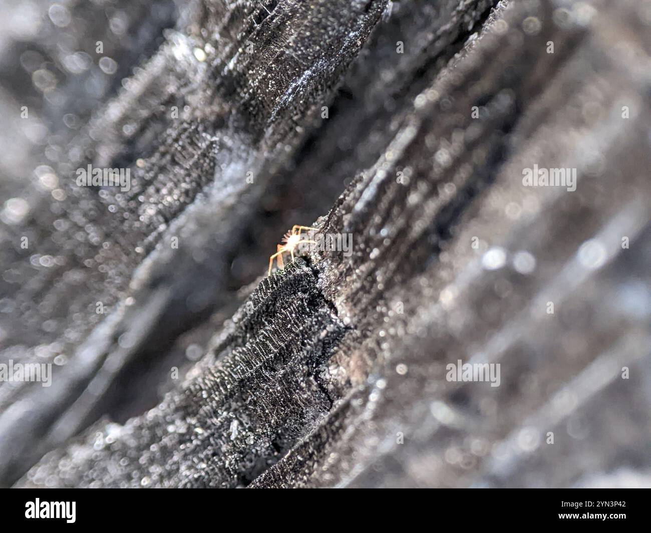 Trombidiform hi-res stock photography and images - Alamy