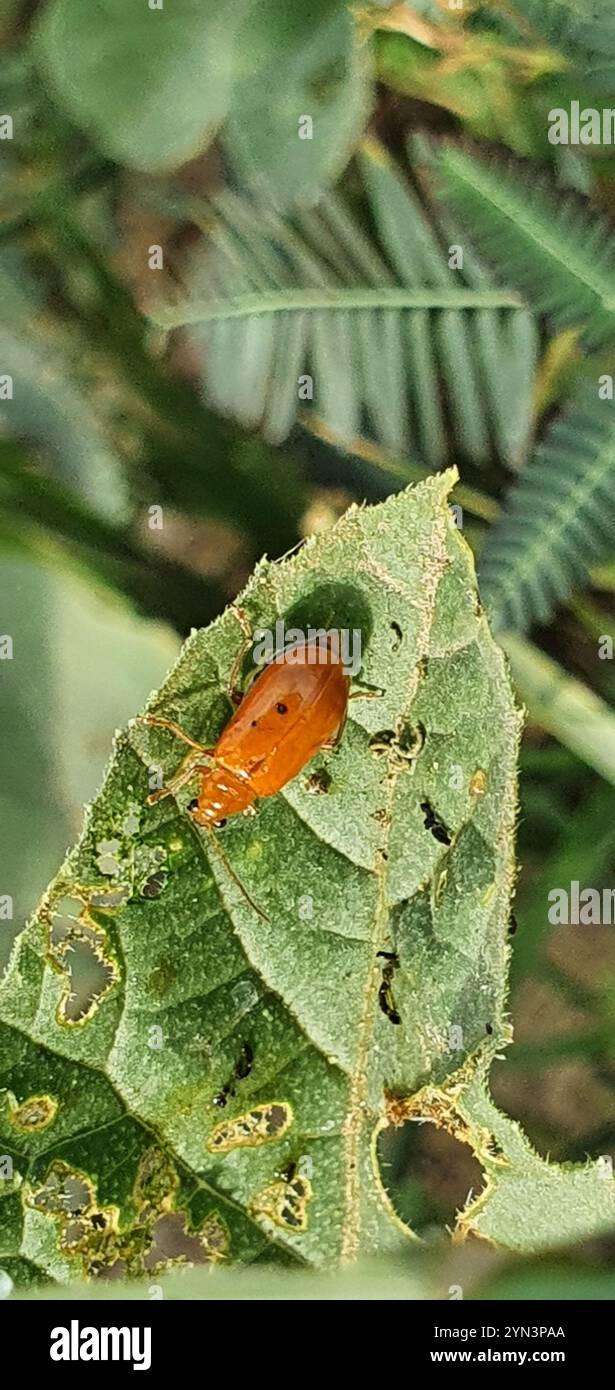 Aulacophora hi-res stock photography and images - Alamy