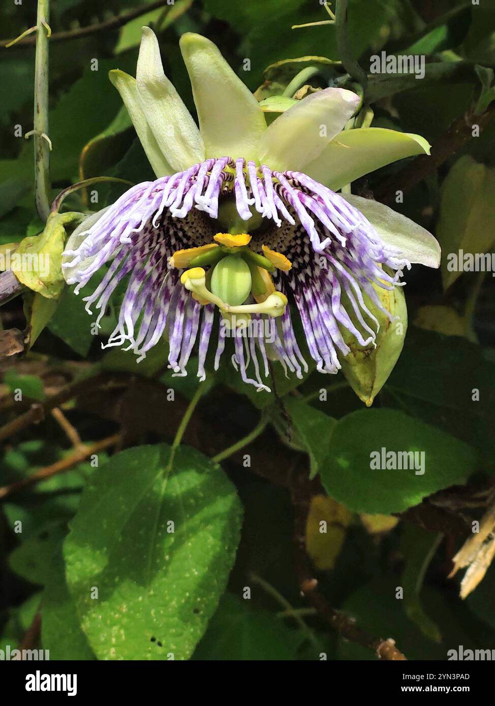 Granadilla (Passiflora ligularis Stock Photo - Alamy