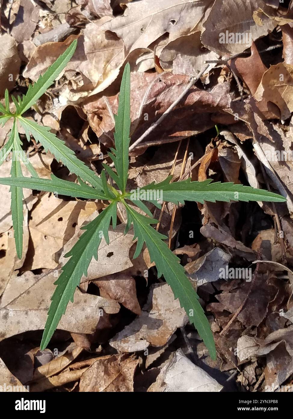 cut-leaved toothwort (Cardamine concatenata Stock Photo - Alamy