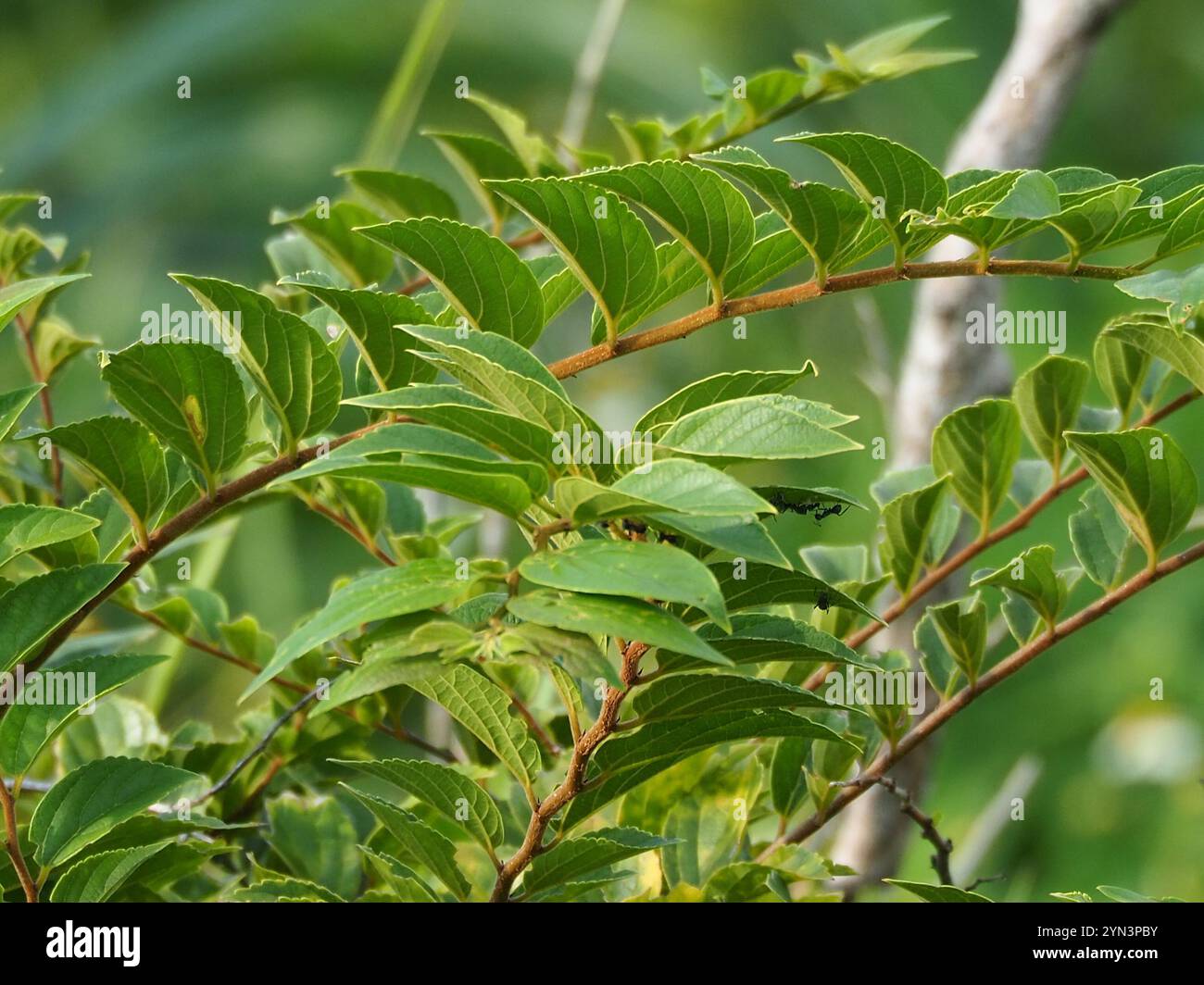 Chinese Hackberry (Celtis sinensis Stock Photo - Alamy