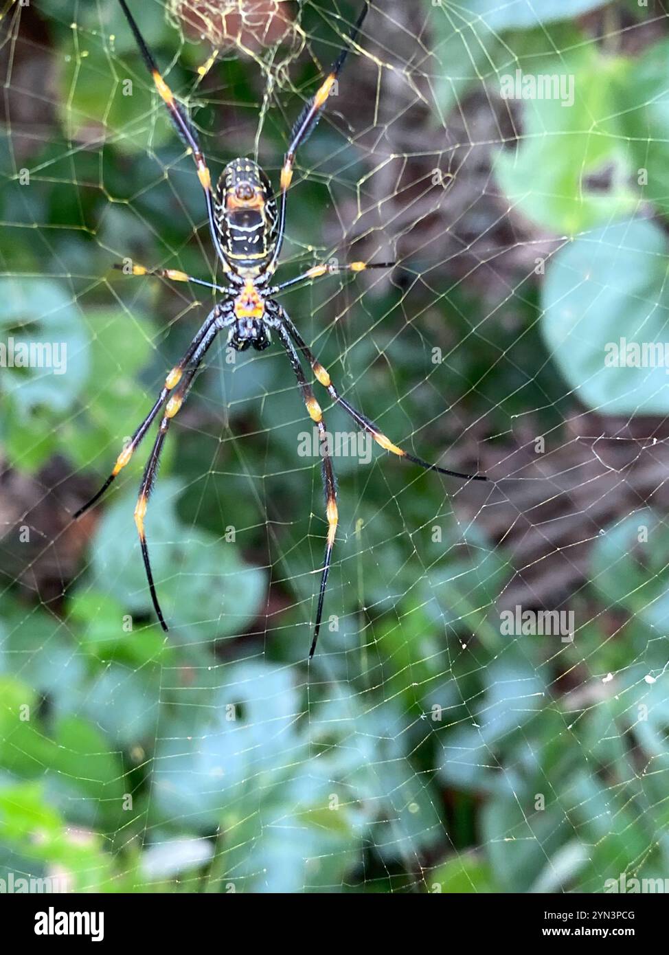Tiger Spider (Trichonephila plumipes Stock Photo - Alamy