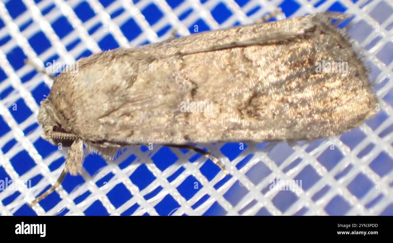 Cutworm Moths and Allies (Noctuidae Stock Photo - Alamy