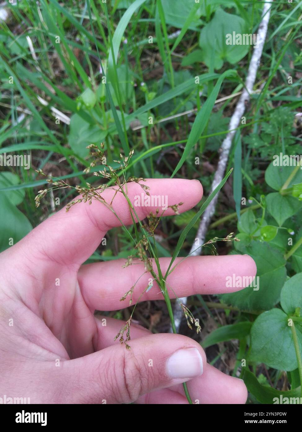Small-flower Woodrush (Luzula parviflora Stock Photo - Alamy
