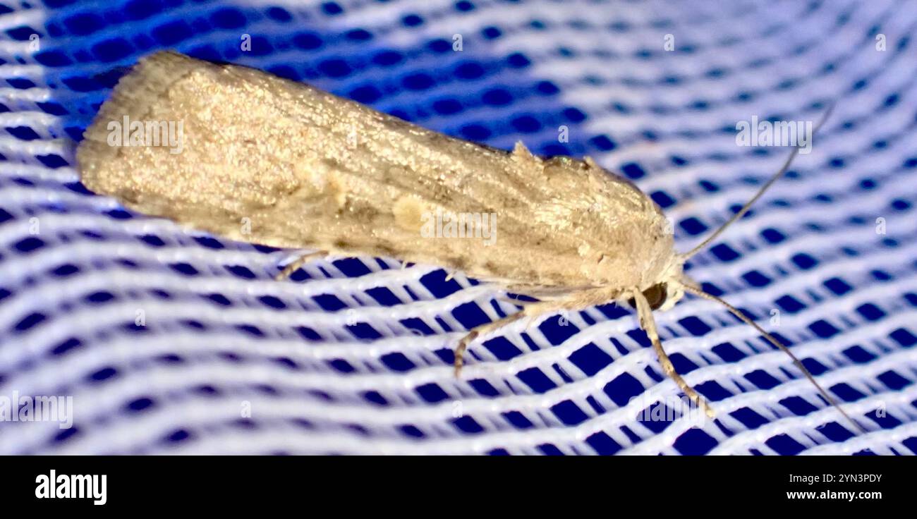 Armyworm Moths (Spodoptera Stock Photo - Alamy