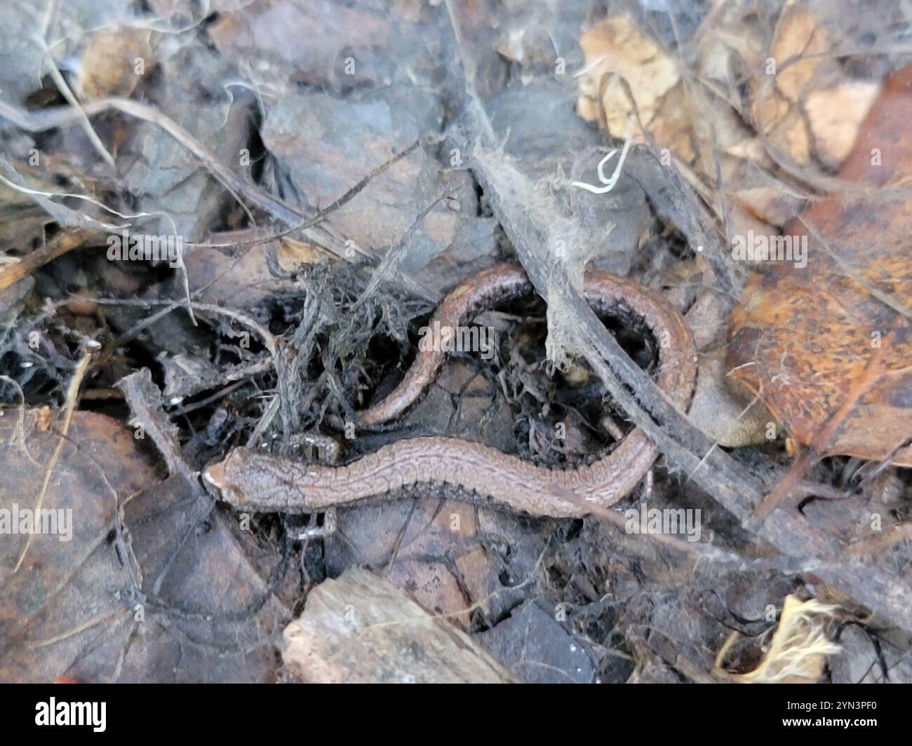 California Slender Salamander (Batrachoseps attenuatus Stock Photo - Alamy