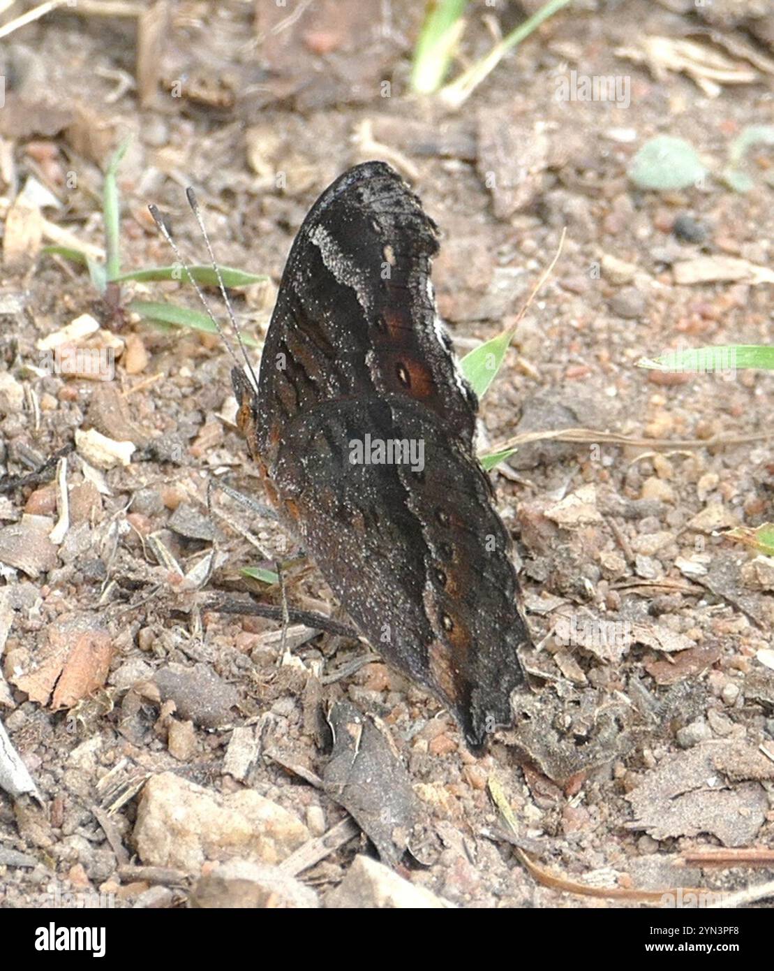 Northwestern Gaudy Commodore (Precis octavia octavia Stock Photo - Alamy