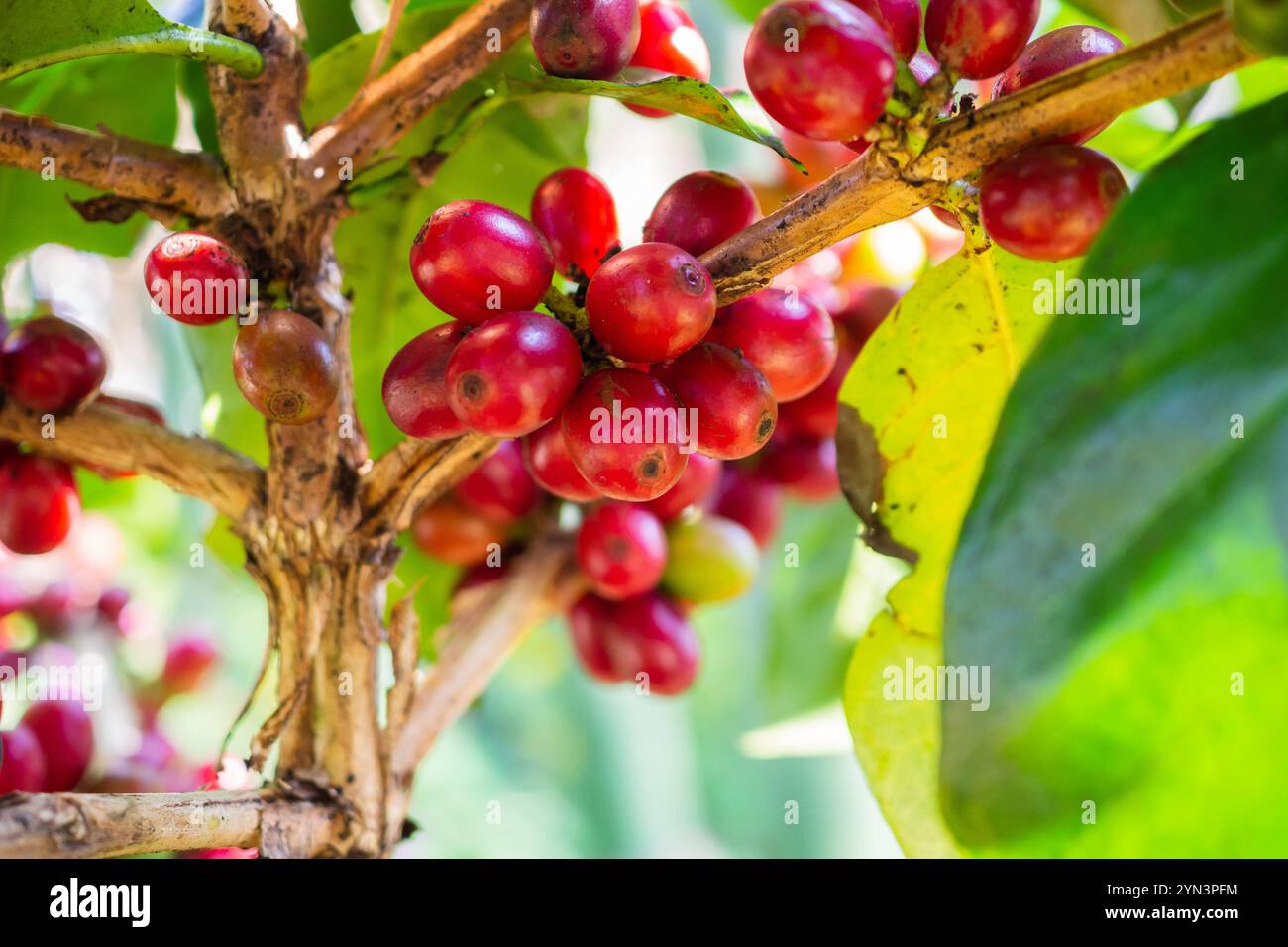 Robusta coffee bush branches hi-res stock photography and images - Alamy