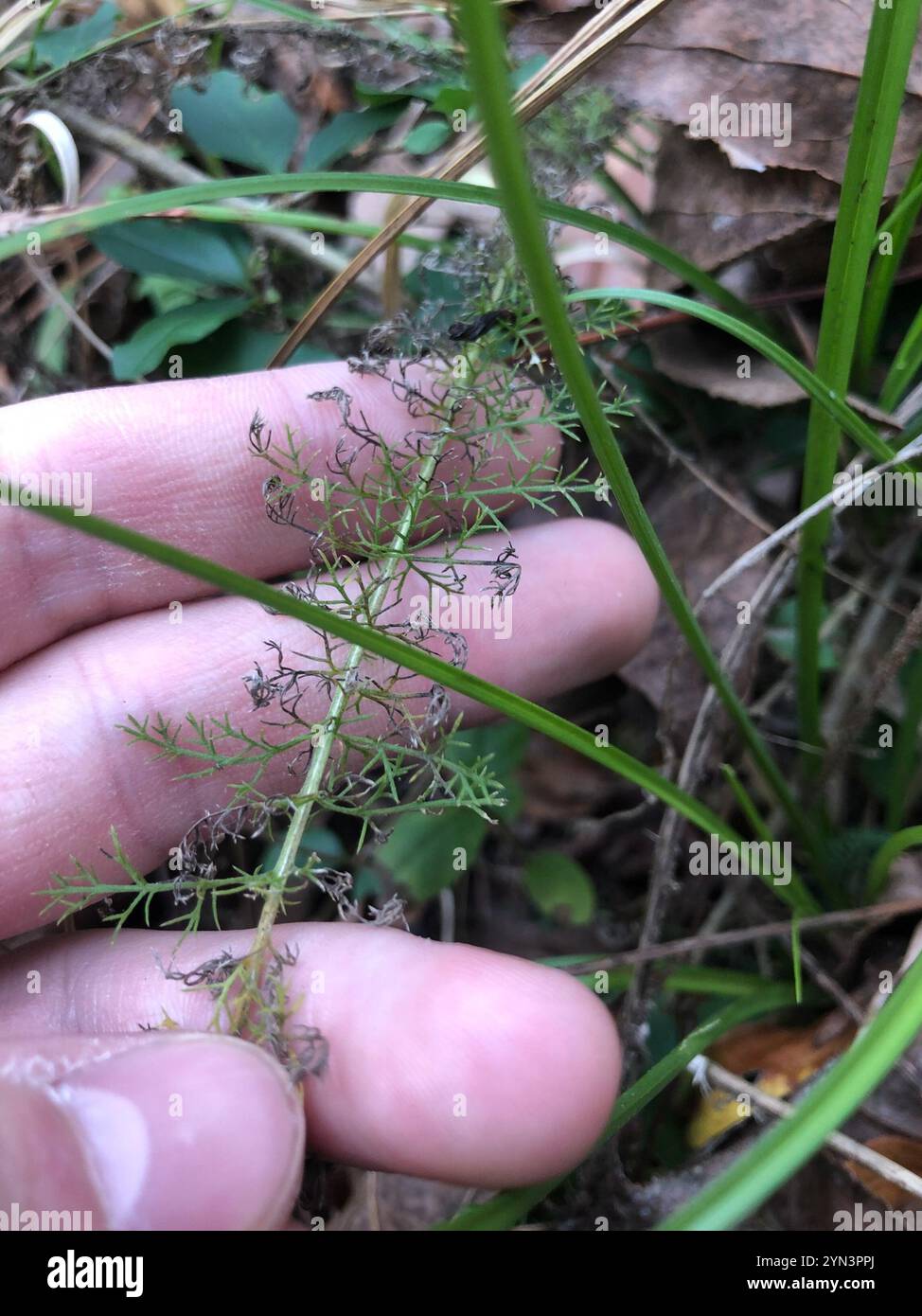 Northern Yarrow (Achillea millefolium borealis Stock Photo - Alamy