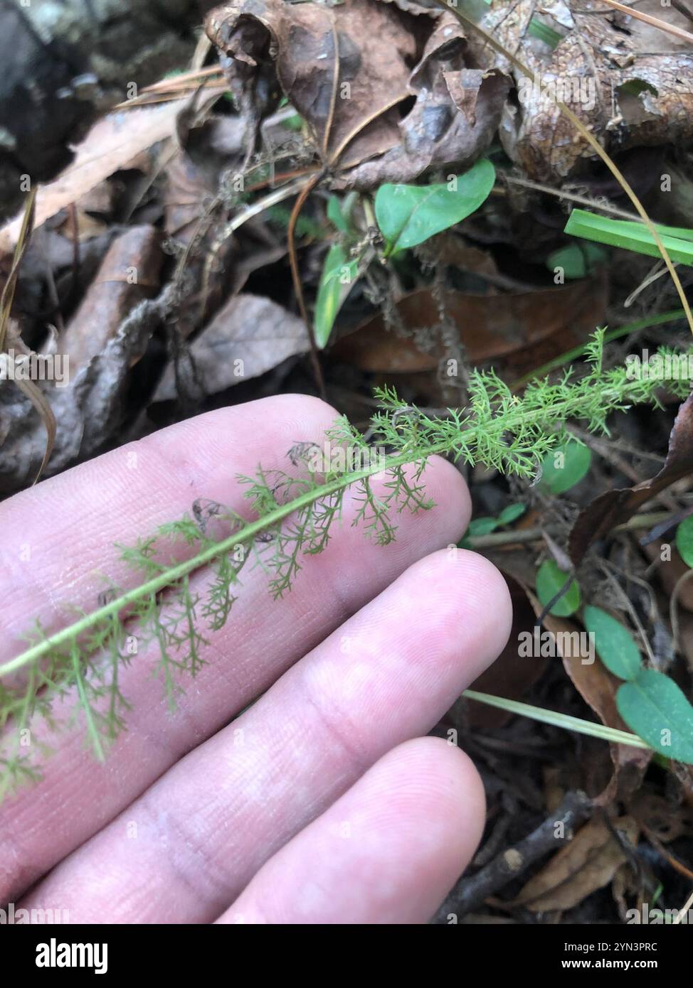 Northern Yarrow (Achillea millefolium borealis Stock Photo - Alamy