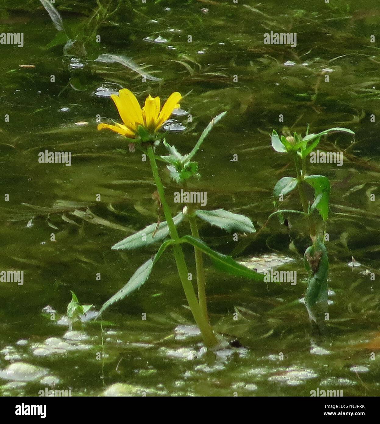 Water Marigold (Bidens beckii Stock Photo - Alamy
