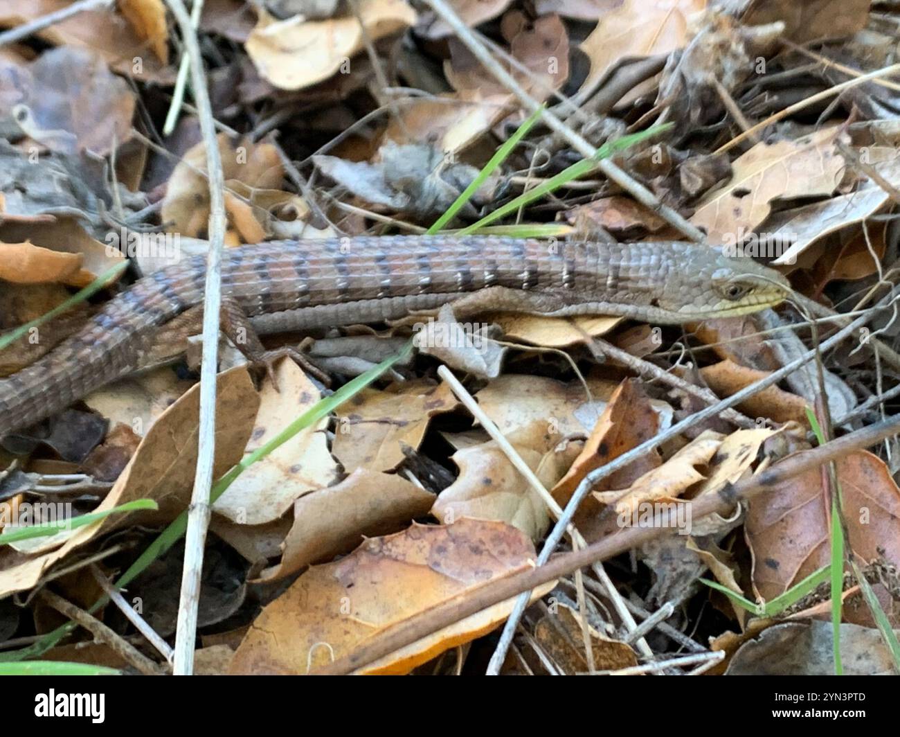Southern Alligator Lizard (Elgaria multicarinata Stock Photo - Alamy