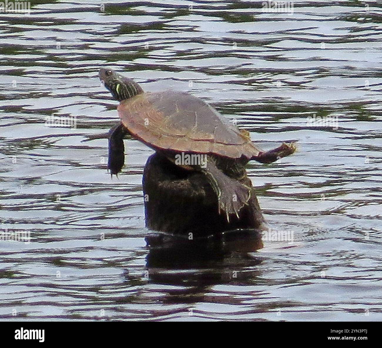 Northern Map Turtle (Graptemys geographica Stock Photo - Alamy