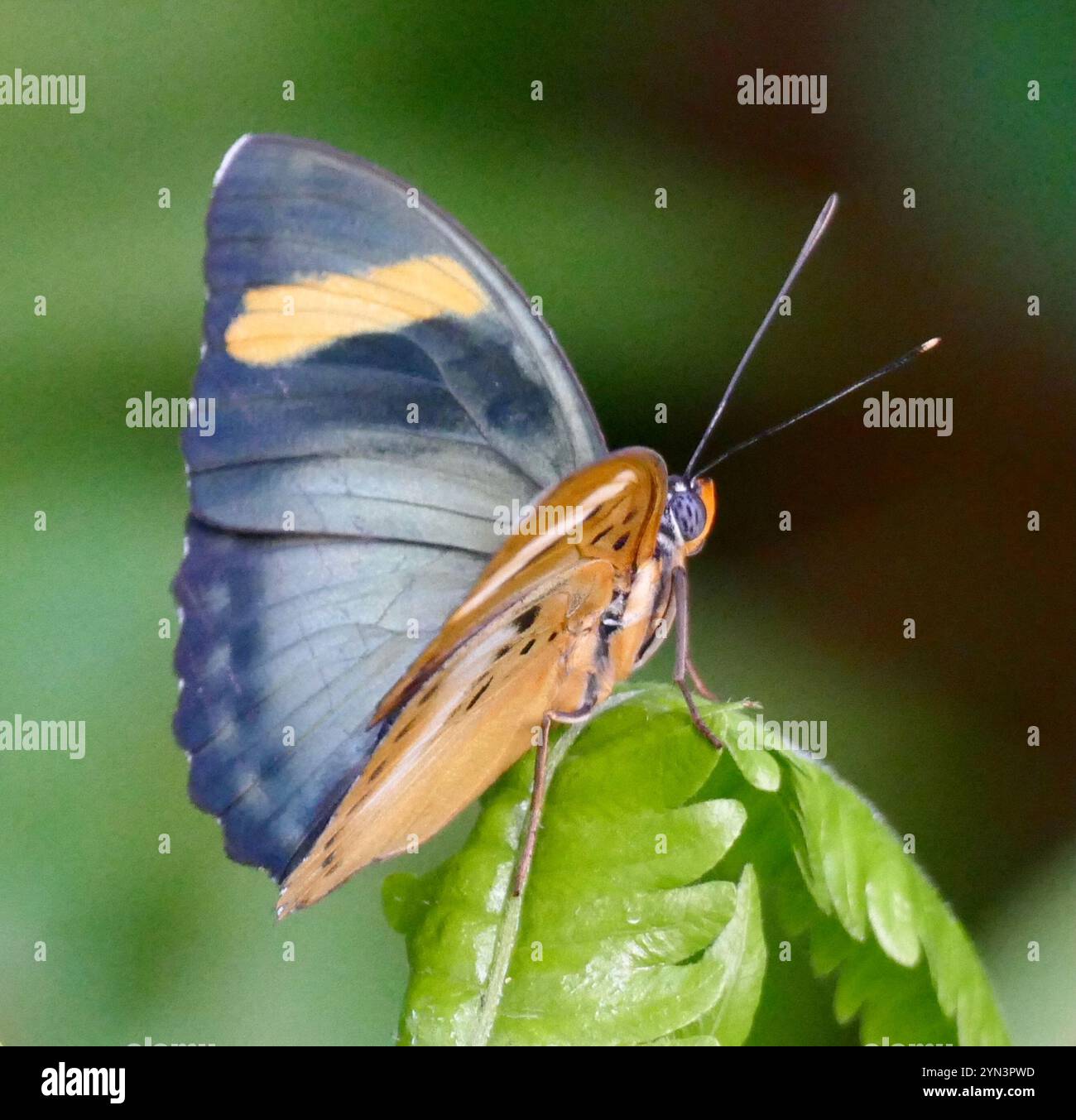(Euphaedra phaethusa phaethusa Stock Photo - Alamy